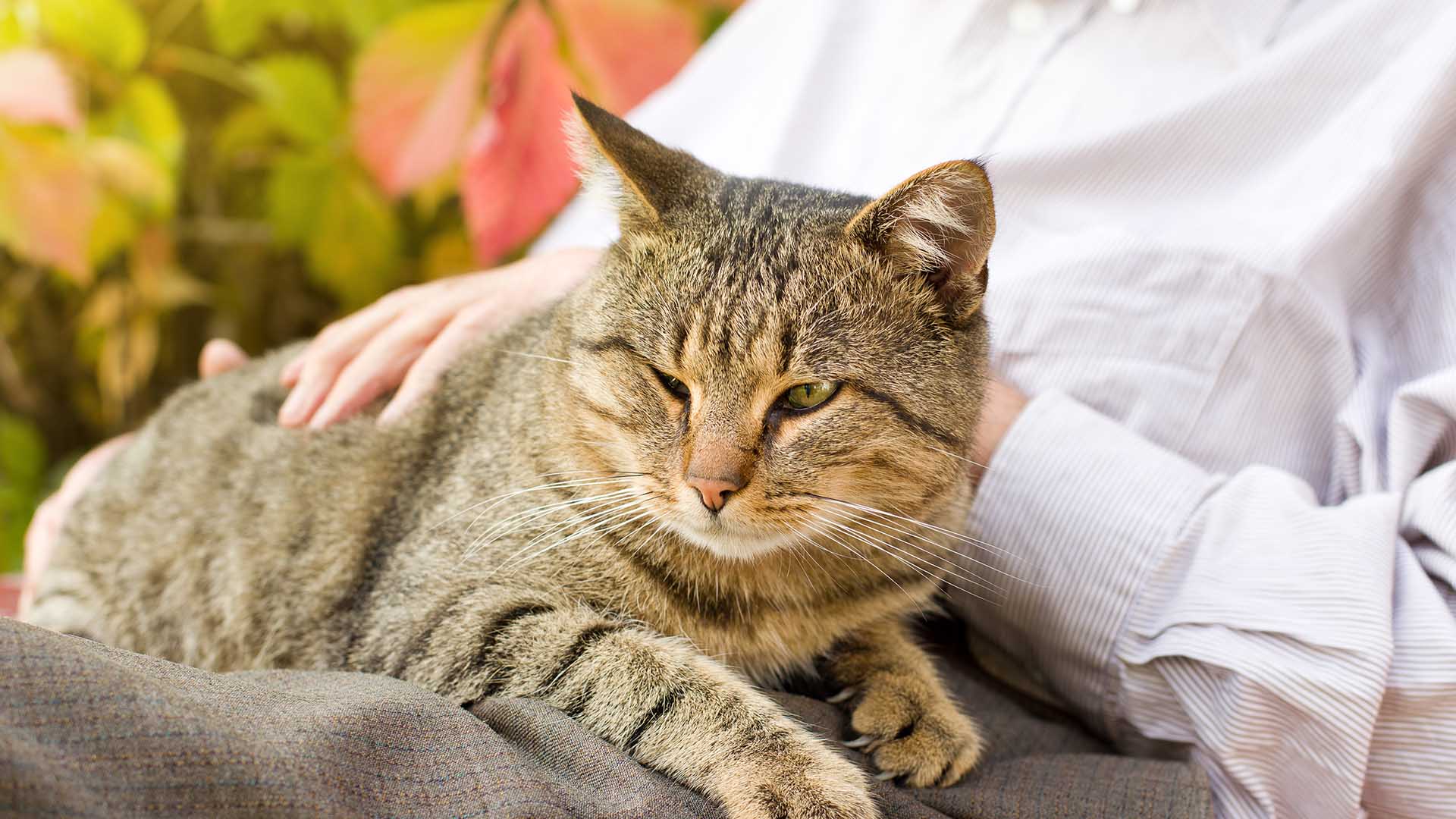 Linee guida per la gestione del paziente geriatrico felino - Monge.it