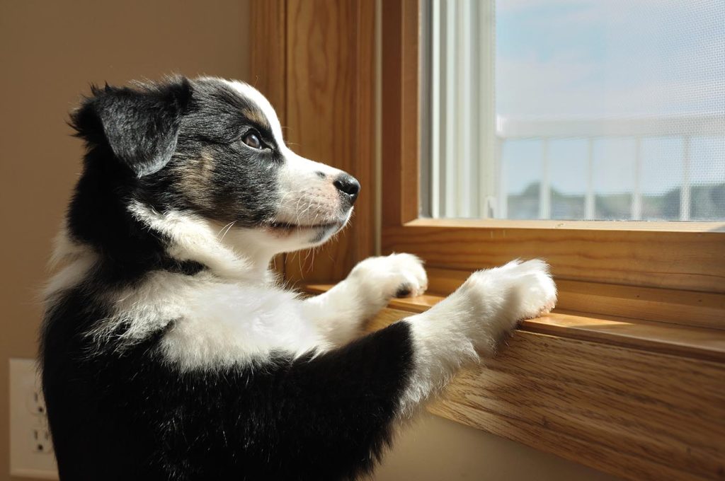Cane che abbaia: ecco cosa fare - Monge.it