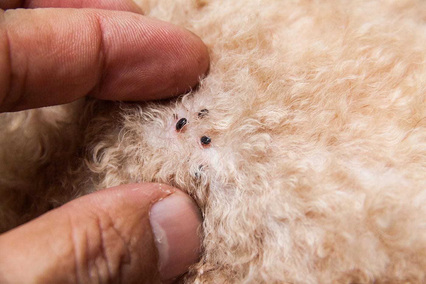 Pulci nel Cane: sintomi, rimedi e prevenzione - Monge.it