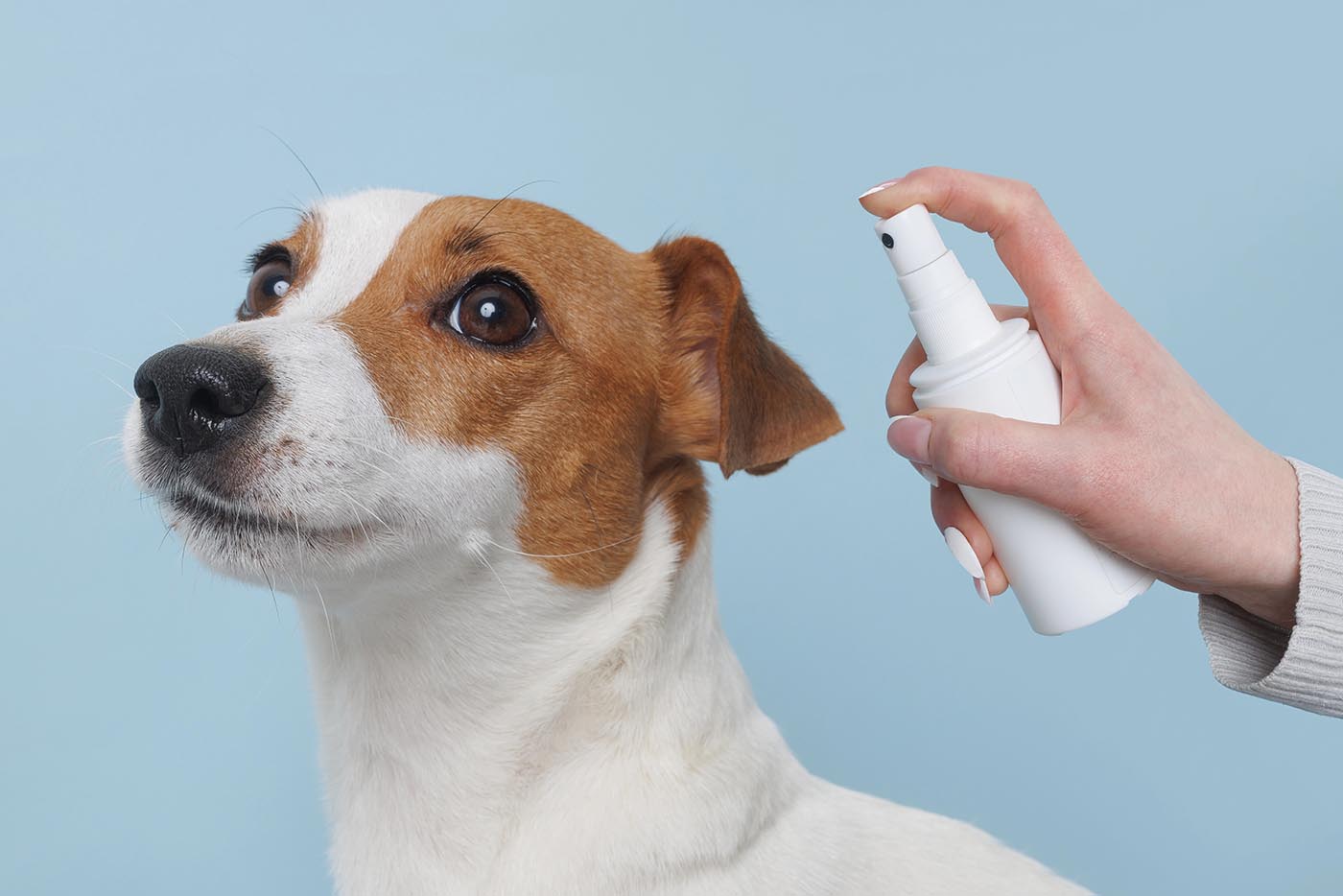 Pulci nel Cane: sintomi, rimedi e prevenzione - Monge.it