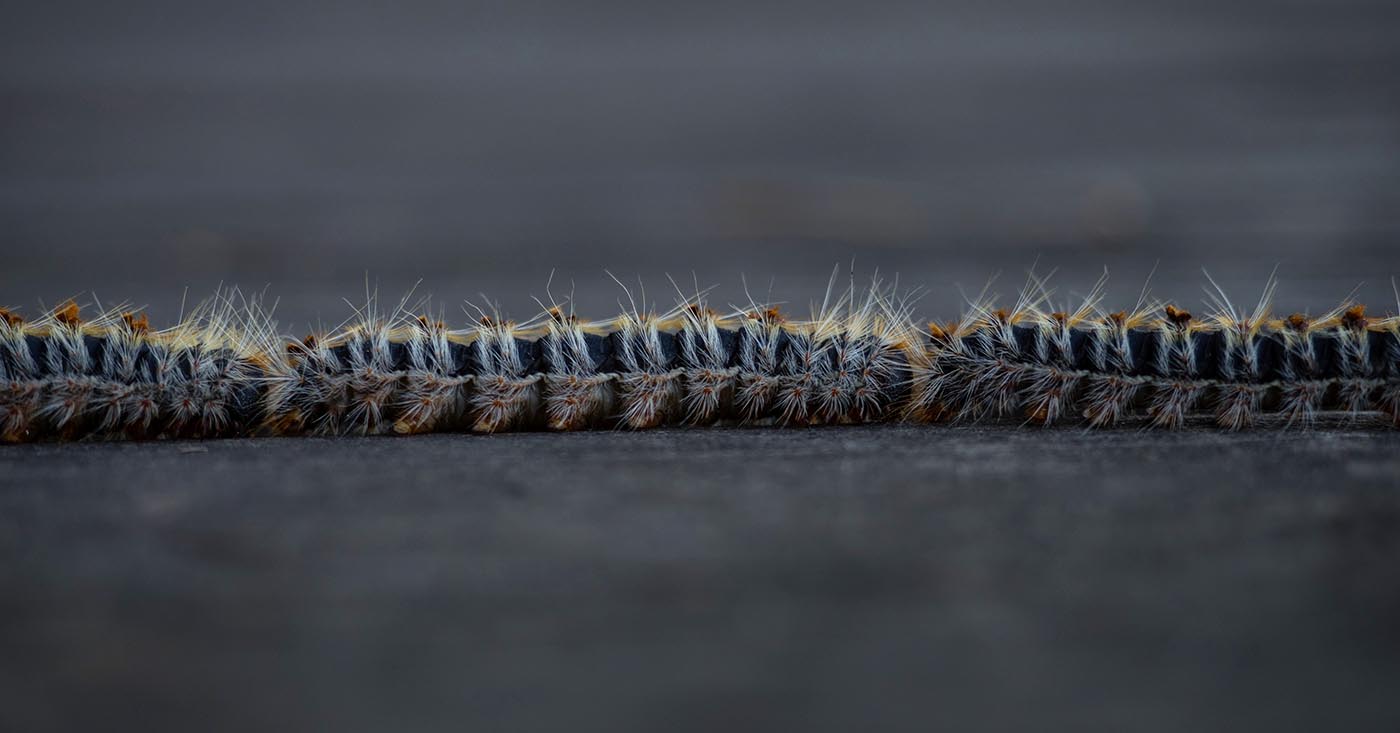 Processionaria e cane, pericolo serio. Prevenzione e sintomi da ...