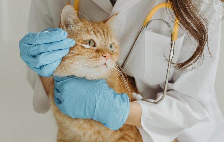 La tigna del gatto: un’infezione comune - Monge.it
