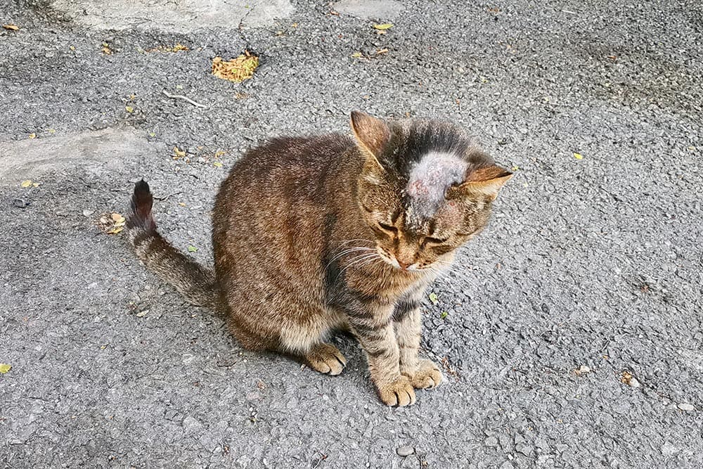 La tigna del gatto: un’infezione comune - Monge.it
