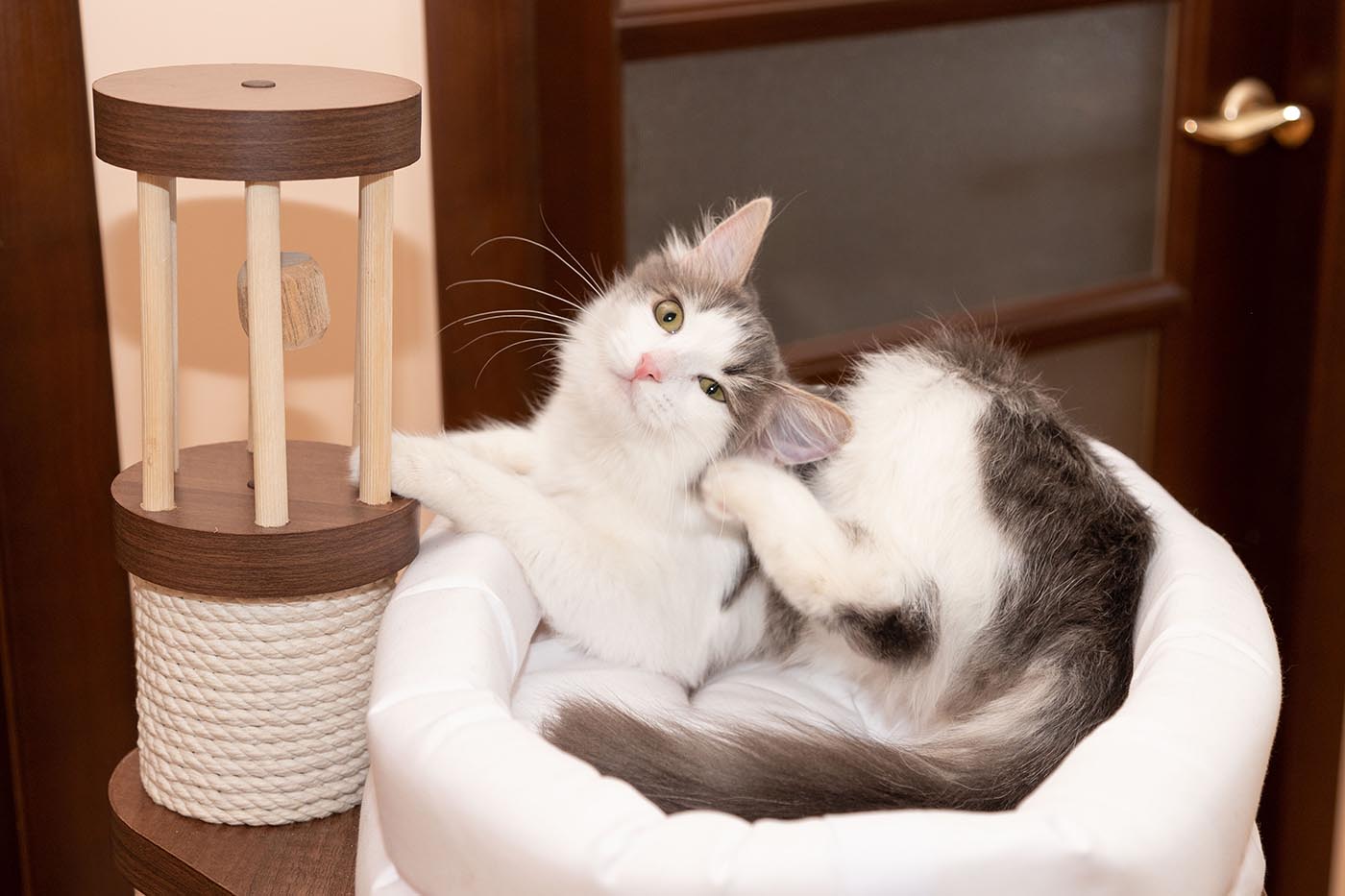 Pulci nel gatto: cause, rimedi efficaci e prevenzione - Monge.it