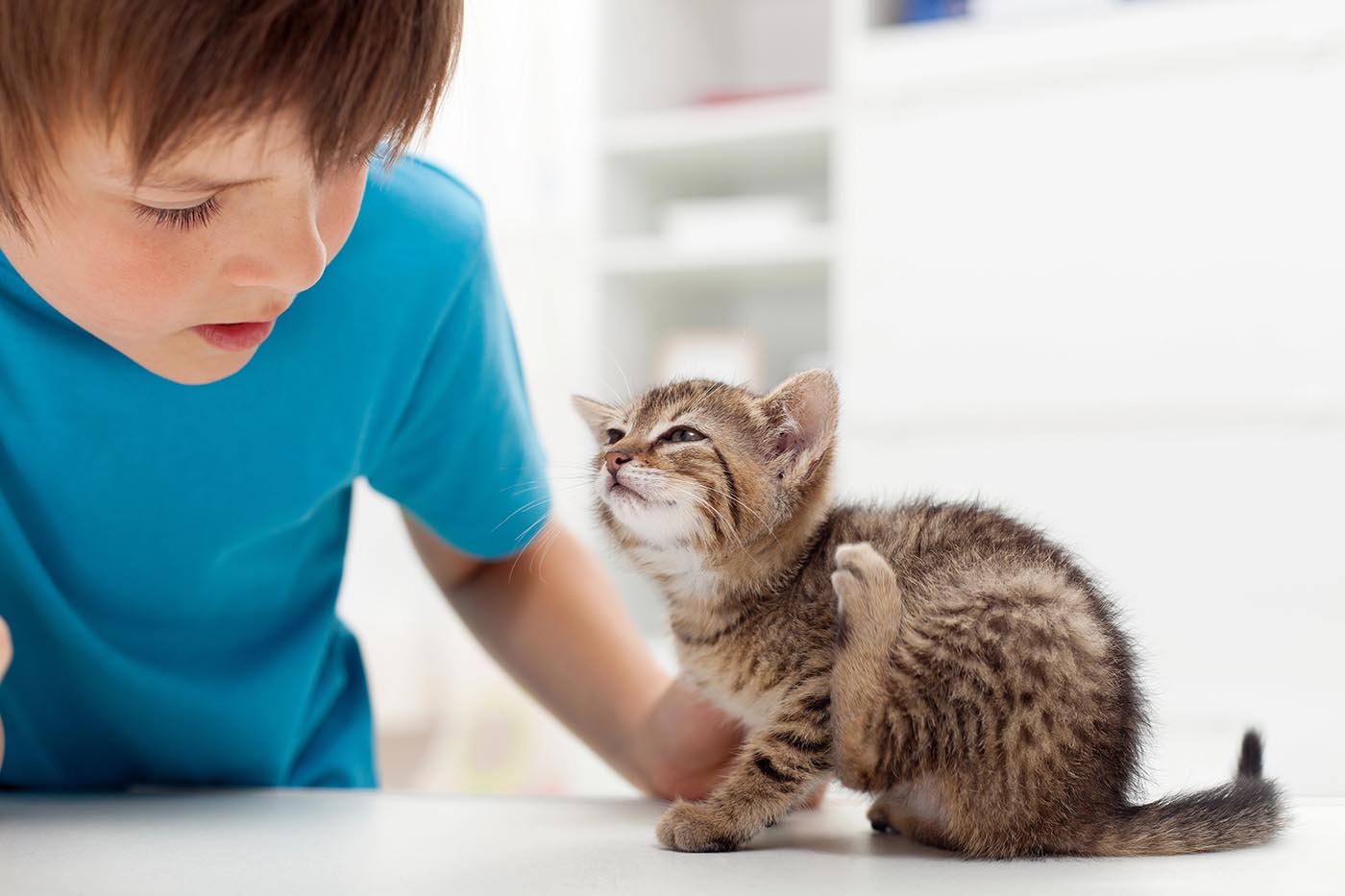 Pulci nel gatto: cause, rimedi efficaci e prevenzione - Monge.it