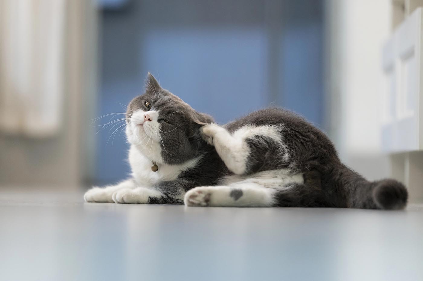Pulci nel gatto: cause, rimedi efficaci e prevenzione - Monge.it