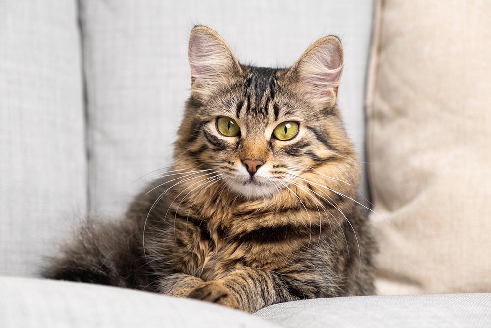 Alimentazione del gatto: guida completa per età e stile di vita - Monge.it