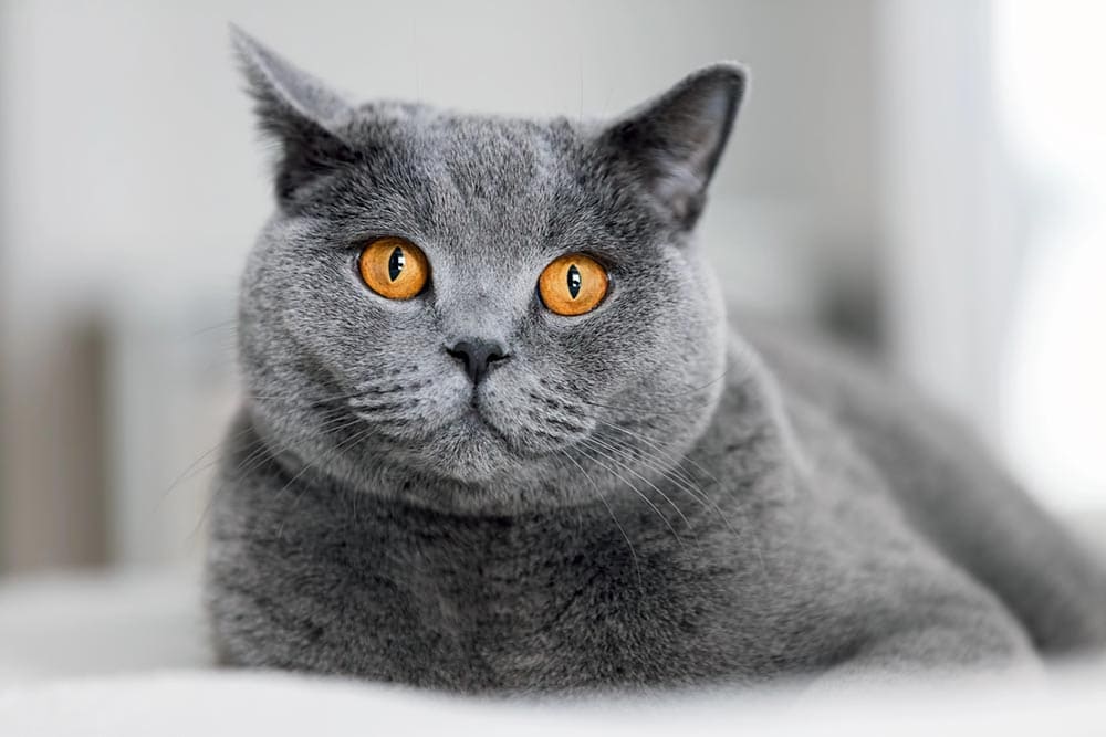 Razze di gatto: guida completa alle più diffuse in Italia - Monge.it