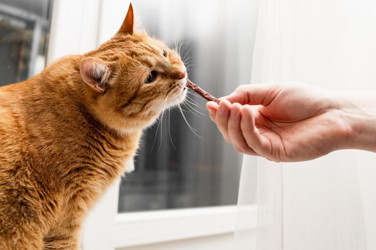 Alimentazione del gatto: guida completa per età e stile di vita - Monge.it